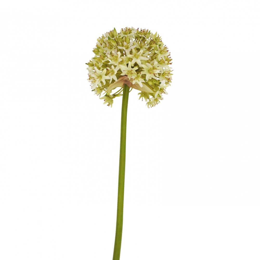 Parlane Everest Allium Green Stem | Jarrolds, Norwich