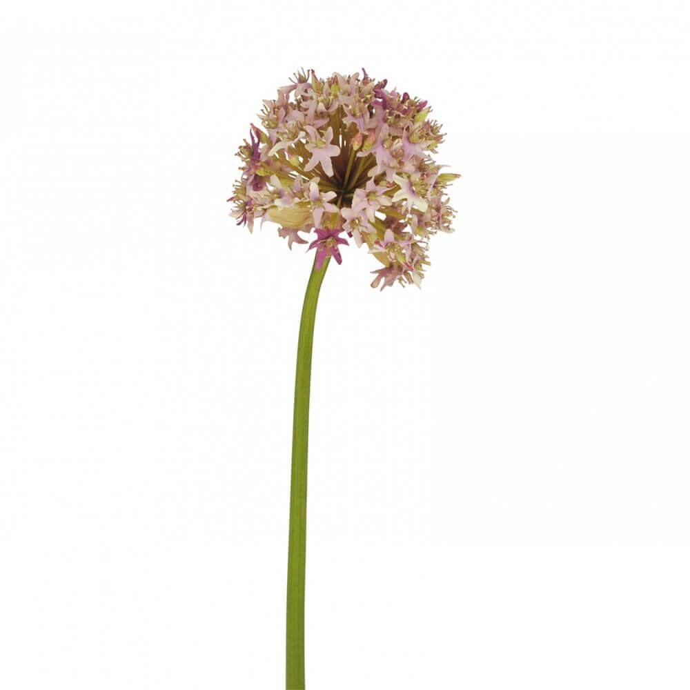 Parlane Everest Allium Purple Stem | Jarrolds, Norwich