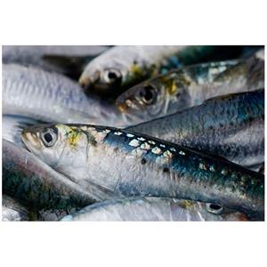 Cornish Pilchard Fillets in a Rich Tomato Sauce 100g | Jarrolds, Norwich